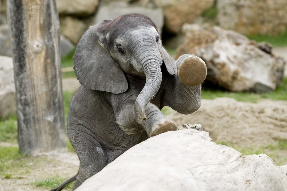 Ein kleiner Elefant als großer Besucherliebling – Tiergarten Schönbrunn