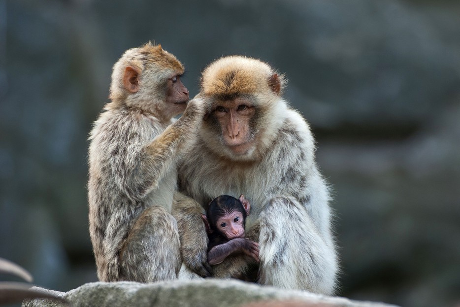 Artenschutzprojekt Berberaffe – Tiergarten Schönbrunn