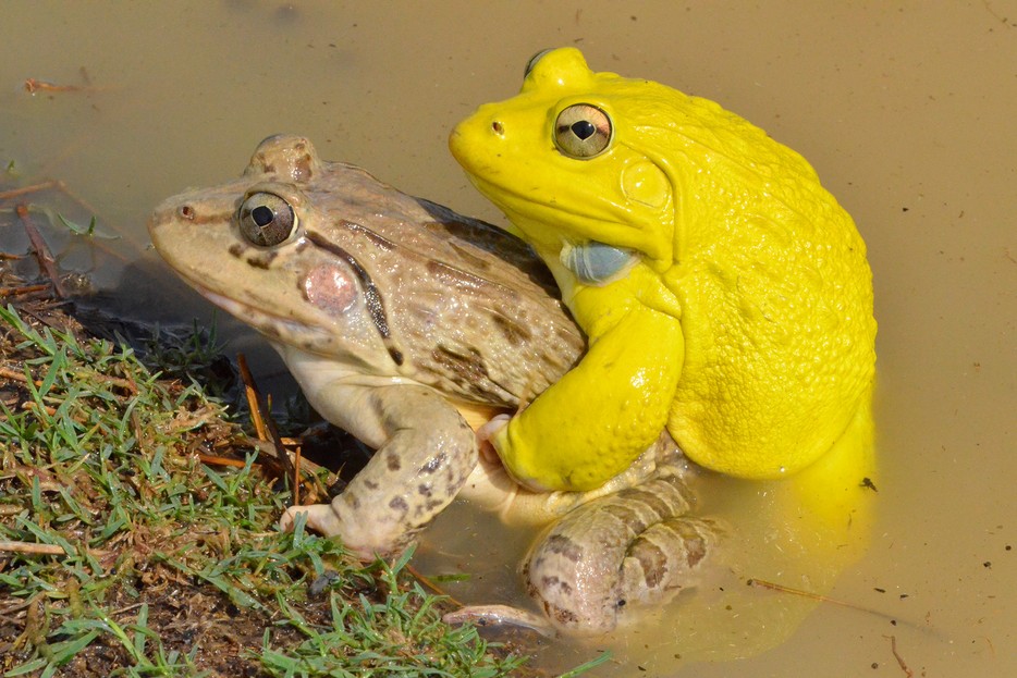 Research project: Indian frogs and toads – Vienna Zoo