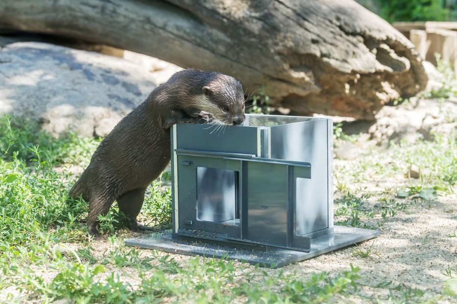 Research project: Feed box – Vienna Zoo