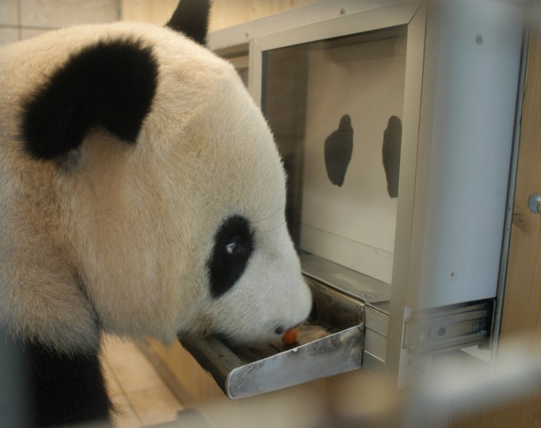 Die Welt mit Panda-Augen sehen – Tiergarten Schönbrunn