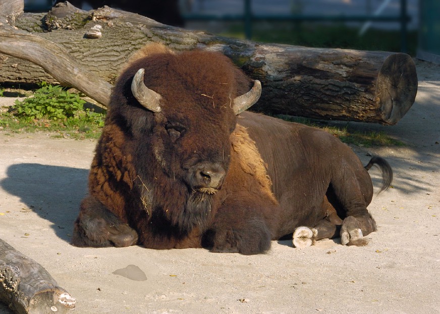 Bisonbulle Lakota eingeschläfert – Tiergarten Schönbrunn