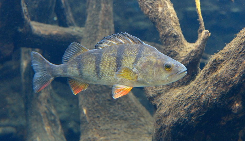 Flussbarsch – Tiergarten Schönbrunn