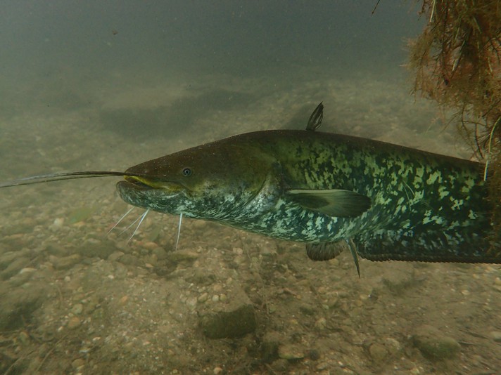 Wels – Tiergarten Schönbrunn