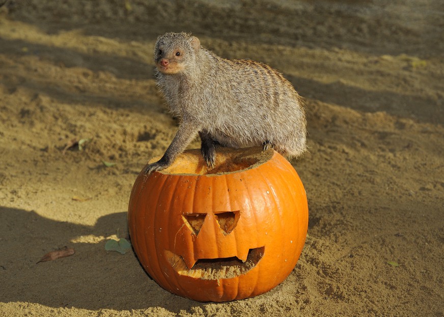 Tierisches Halloween – Tiergarten Schönbrunn
