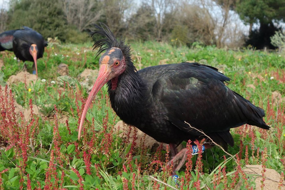 Gute Nachrichten vom Waldrapp-Projekt! – Tiergarten Schönbrunn