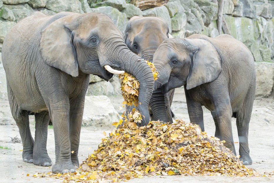 Herbst geht durch den Magen – Tiergarten Schönbrunn