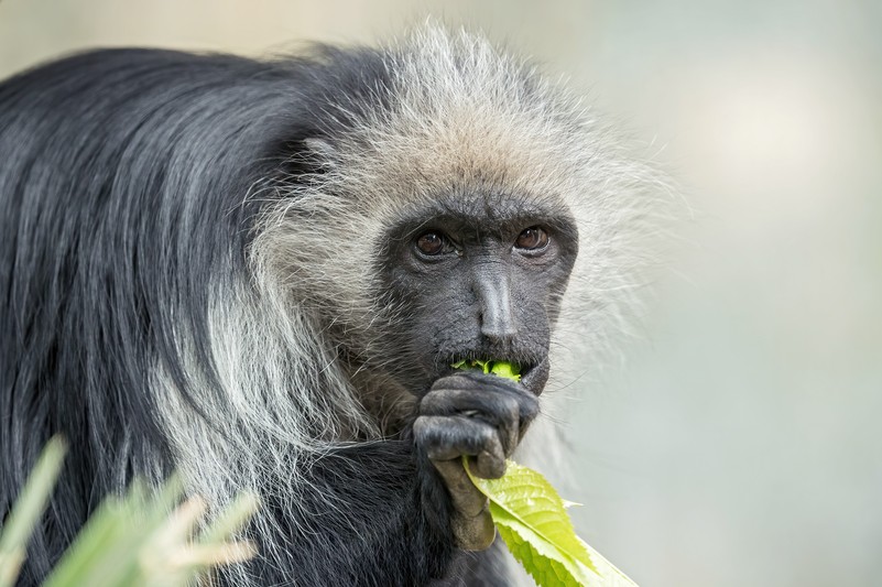 Bärenstummelaffe – Tiergarten Schönbrunn