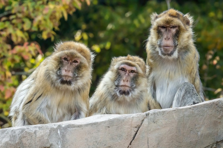 Barbary macaque species protection project – Vienna Zoo