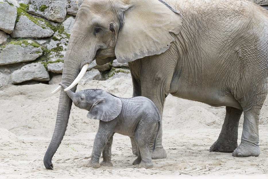 Besuchen Sie unser Elefanten-Jungtier – Tiergarten Schönbrunn