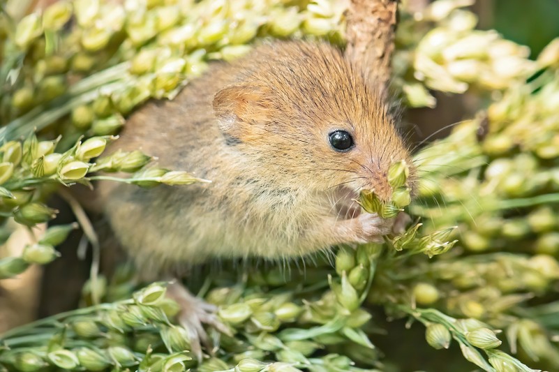 Eurasische Zwergmaus – Tiergarten Schönbrunn