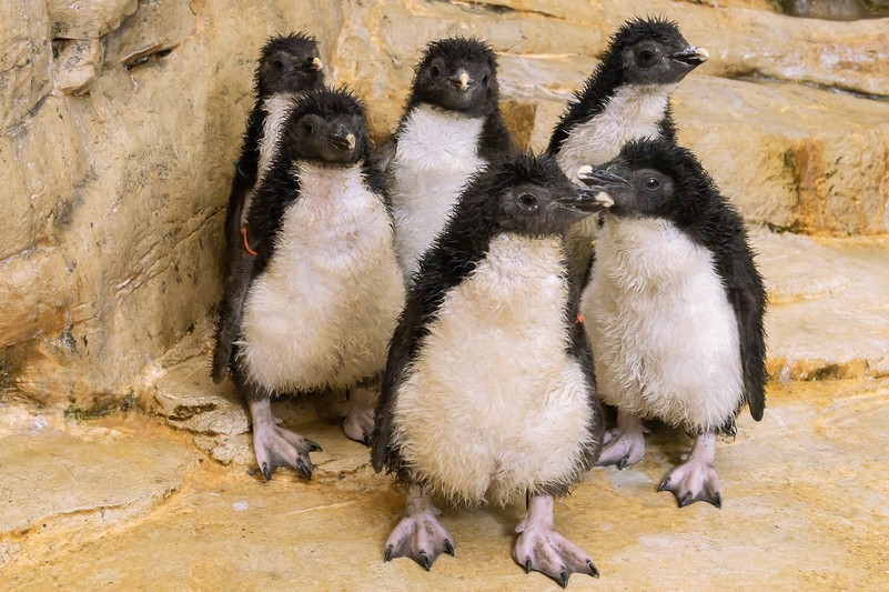 Nördlicher Felsenpinguin – Tiergarten Schönbrunn