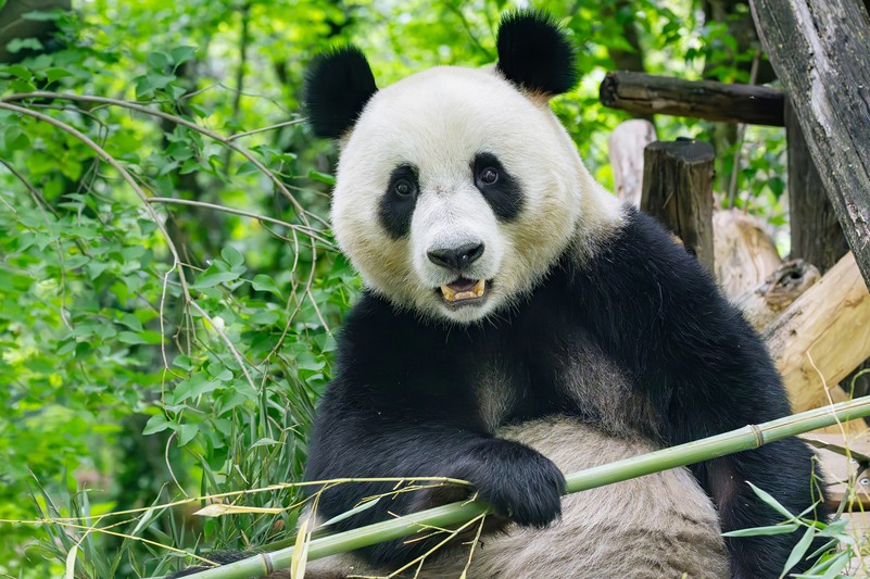 Die Großen Pandas sind zurück – Tiergarten Schönbrunn