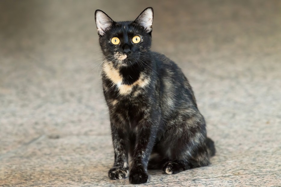 Hauskatze – Tiergarten Schönbrunn