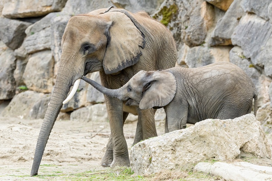 Research project: Sound communication in elephants – Vienna Zoo