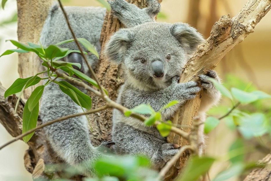 Erster Koala-Nachwuchs im Tiergarten – Tiergarten Schönbrunn