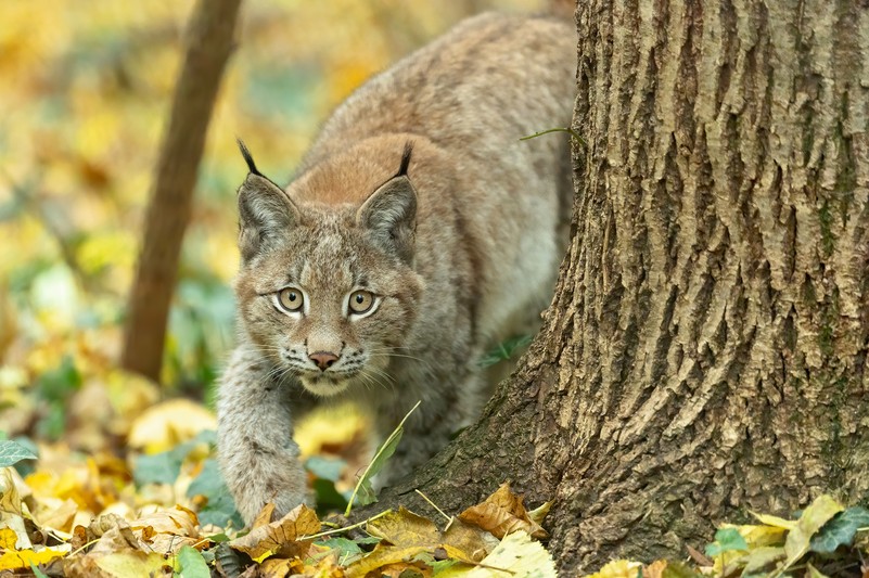 Eurasischer Luchs – Tiergarten Schönbrunn