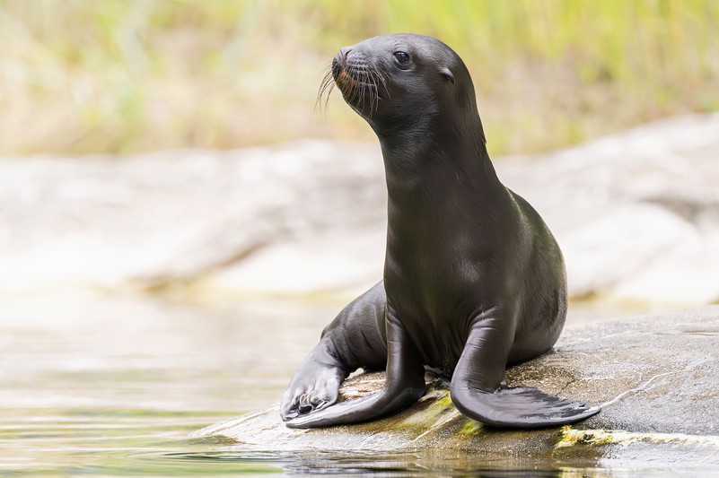 Es gibt Robben-Nachwuchs – Tiergarten Schönbrunn