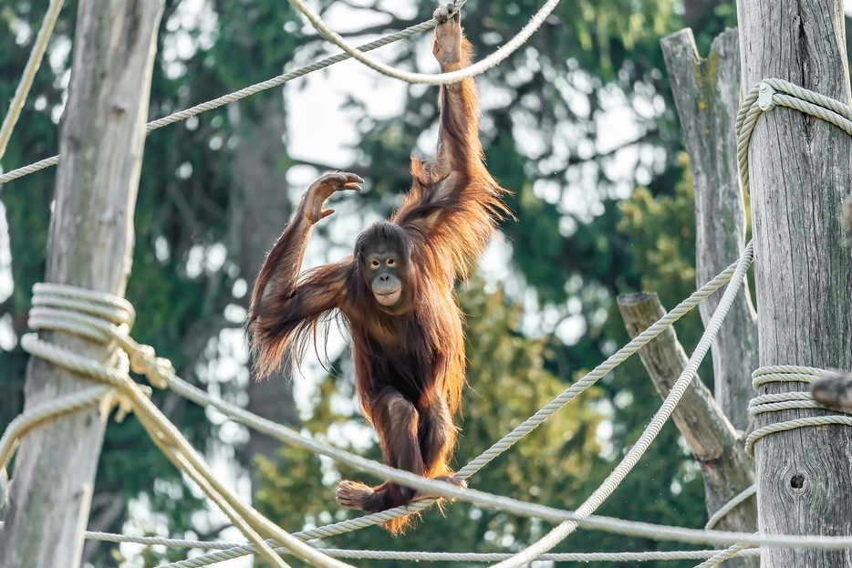 Research Project: Mirror Self-Recognition – Vienna Zoo