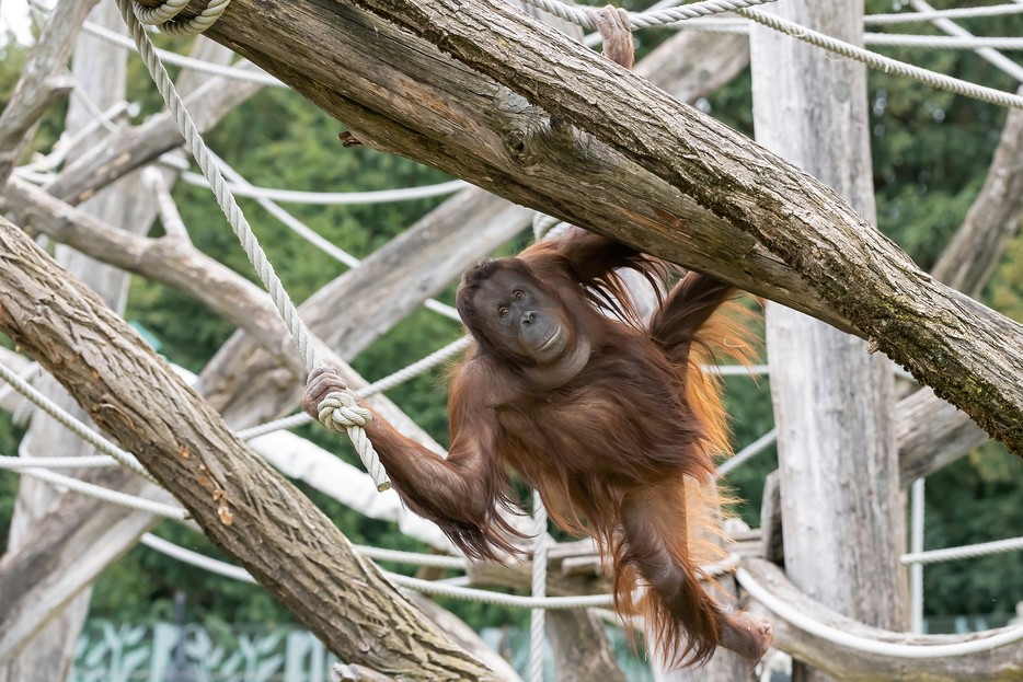 Orang-Utans genießen den Frühling – Tiergarten Schönbrunn