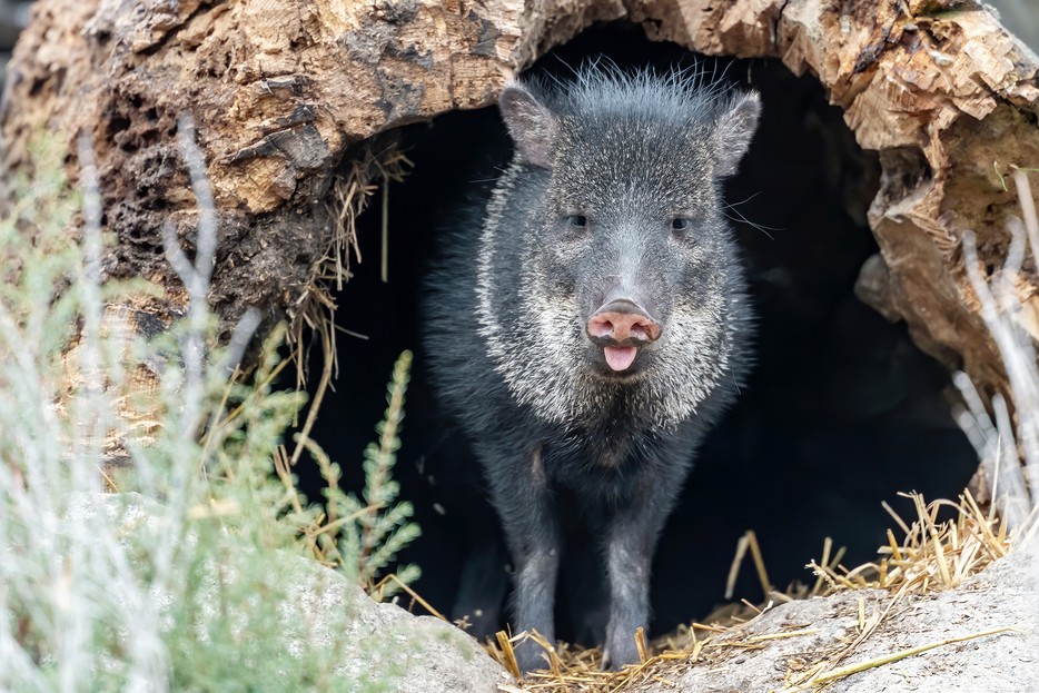 Schöner Wohnen bei den Pekaris – Tiergarten Schönbrunn