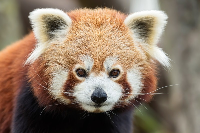 Roter Panda – Tiergarten Schönbrunn