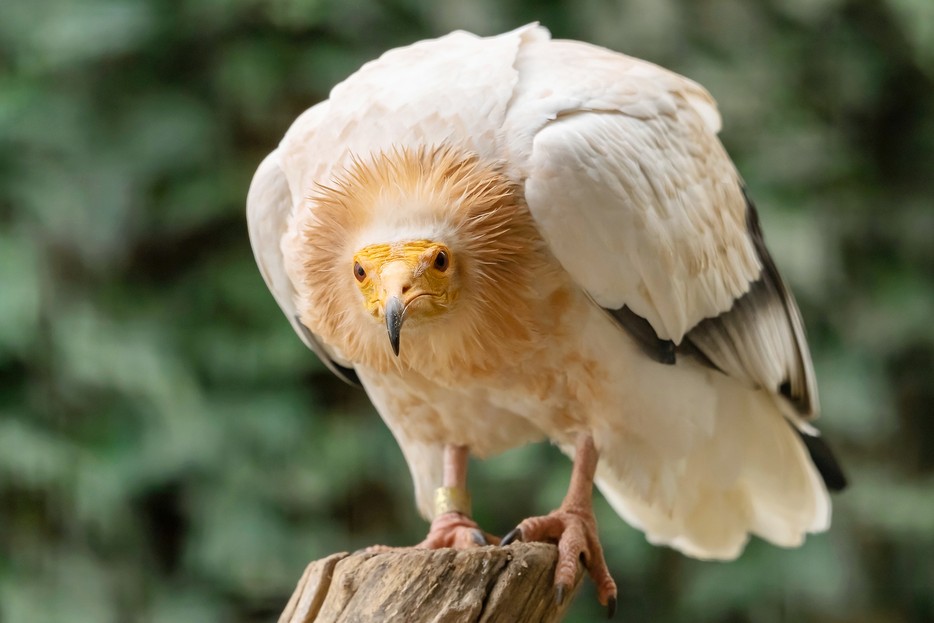 Egyptian vulture species protection program – Vienna Zoo