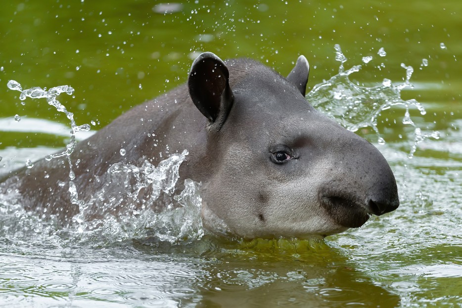 Lowland tapir species protection project – Vienna Zoo