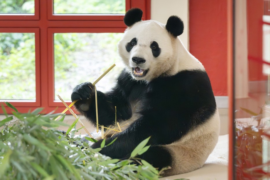 The Giant Pandas are back! – Vienna Zoo