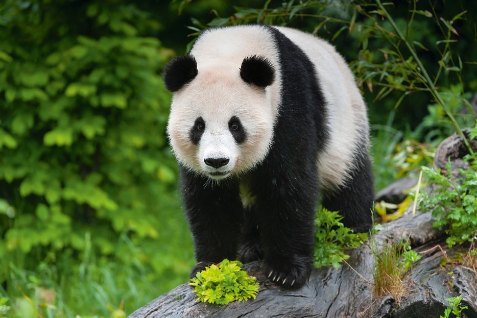 20 Jahre Panda-Kooperation – Tiergarten Schönbrunn