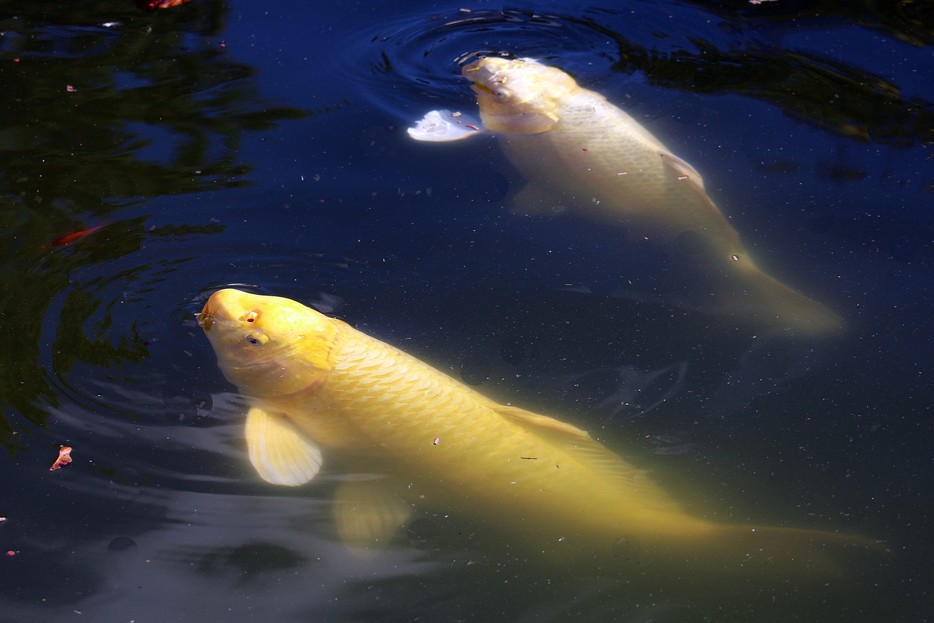Koi – Tiergarten Schönbrunn