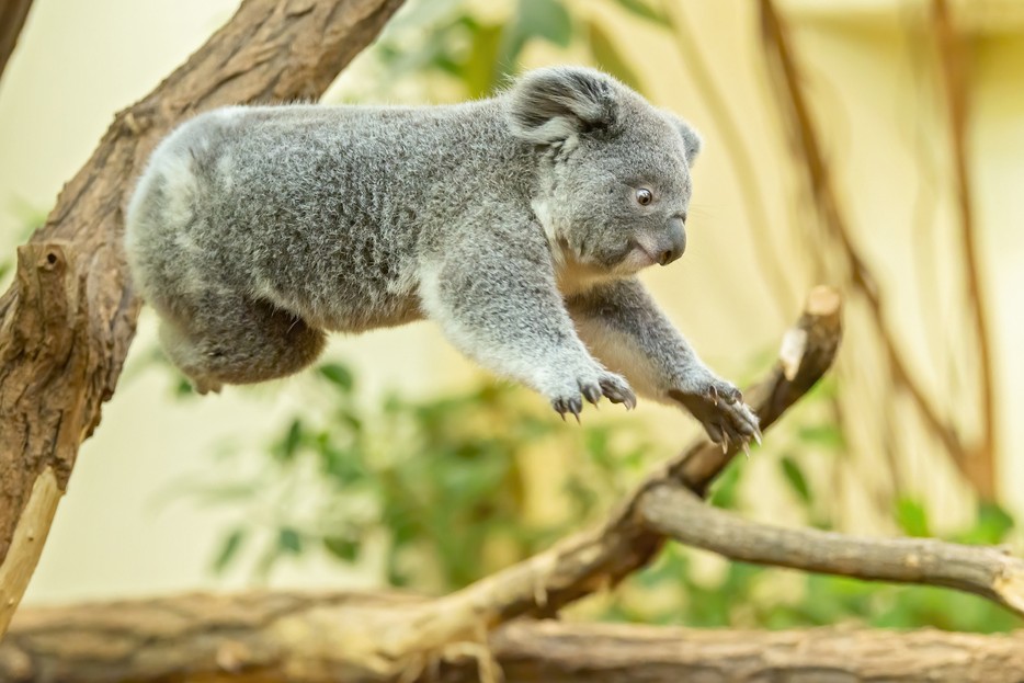 Corona information – Vienna Zoo