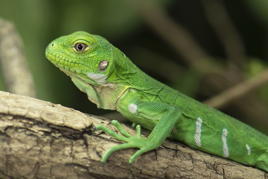 Sensationelle Leguan-Nachzucht – Tiergarten Schönbrunn