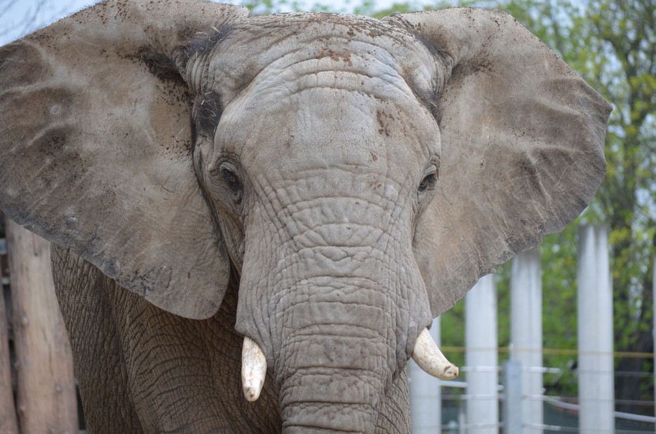 (Ge-)wichtiger Neuzugang bei Elefanten – Tiergarten Schönbrunn