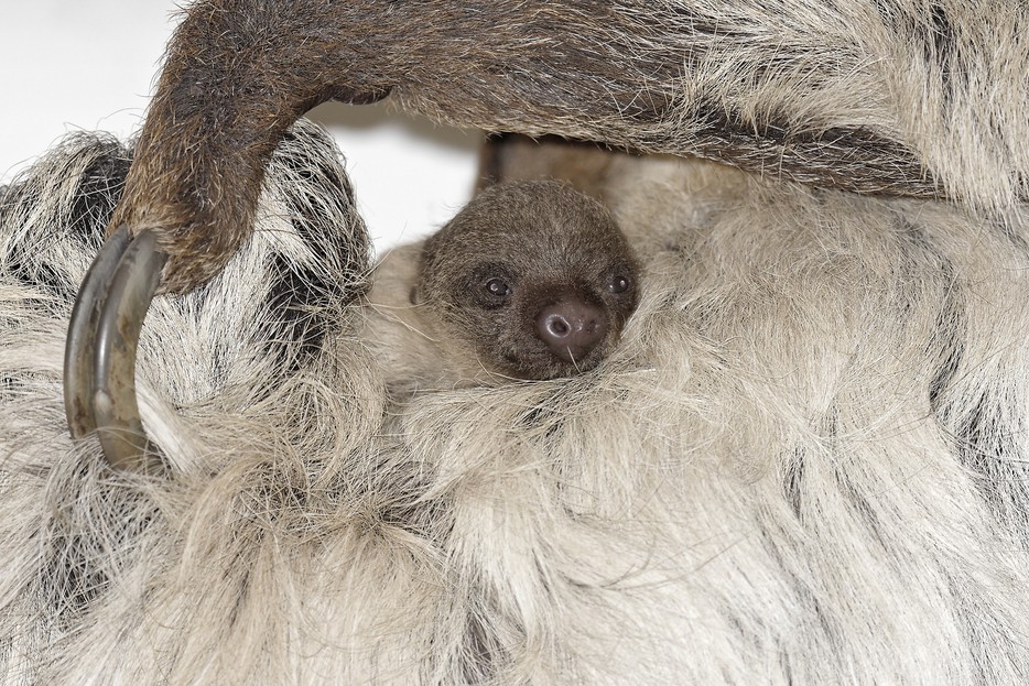 Von wegen faul: Faultier-Nachwuchs – Tiergarten Schönbrunn