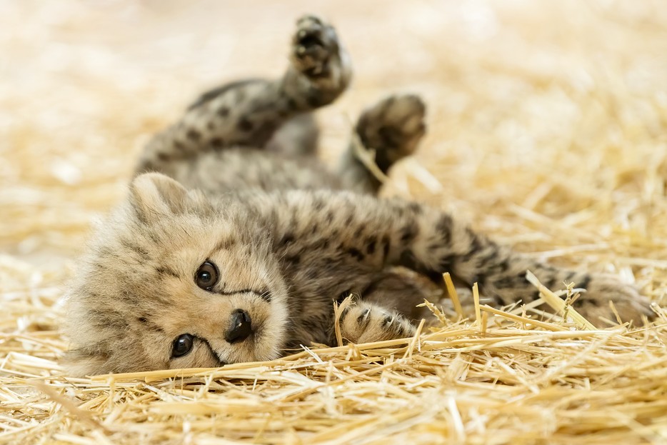 Vierfacher Nachwuchs bei Geparden – Tiergarten Schönbrunn