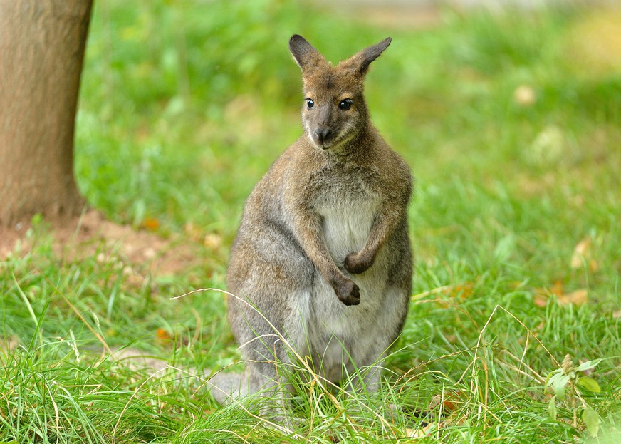 Bennett-Kängurus im Tiergarten eingezogen – Tiergarten Schönbrunn