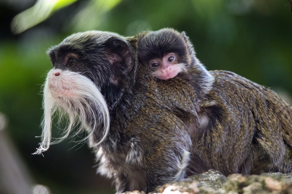 Auch Affen-Nachwuchs trägt Bart! – Tiergarten Schönbrunn
