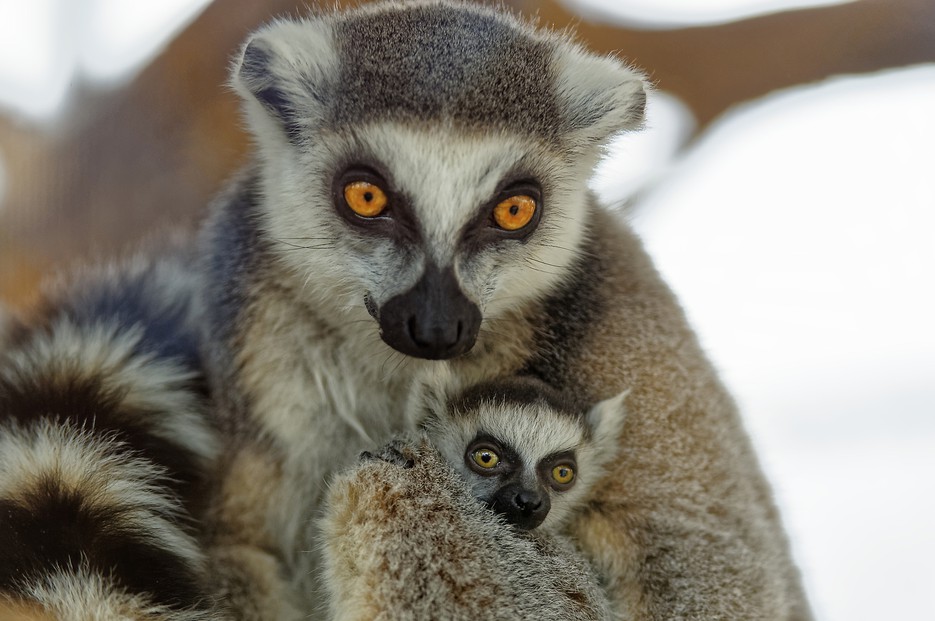 Nachwuchs bei den Kattas – Tiergarten Schönbrunn