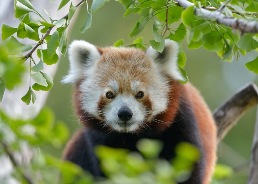 Kleine Pandas ganz groß – Tiergarten Schönbrunn