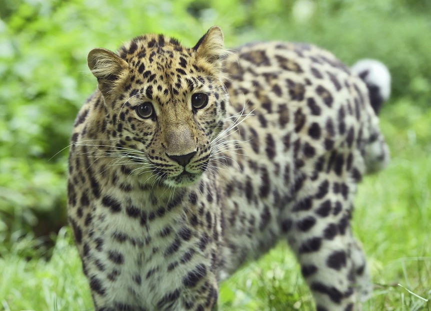 Neu: Leopard im Tiergarten – Tiergarten Schönbrunn
