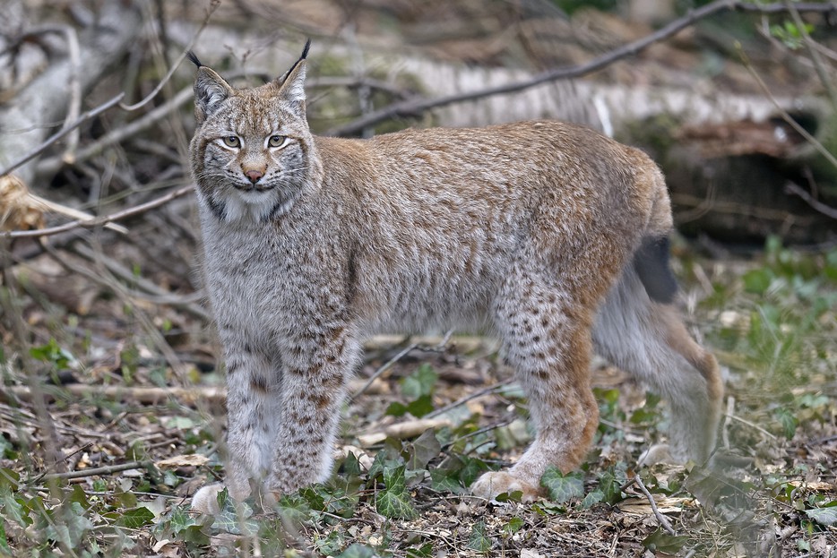 Luchs-Pärchen ist eingetroffen – Tiergarten Schönbrunn