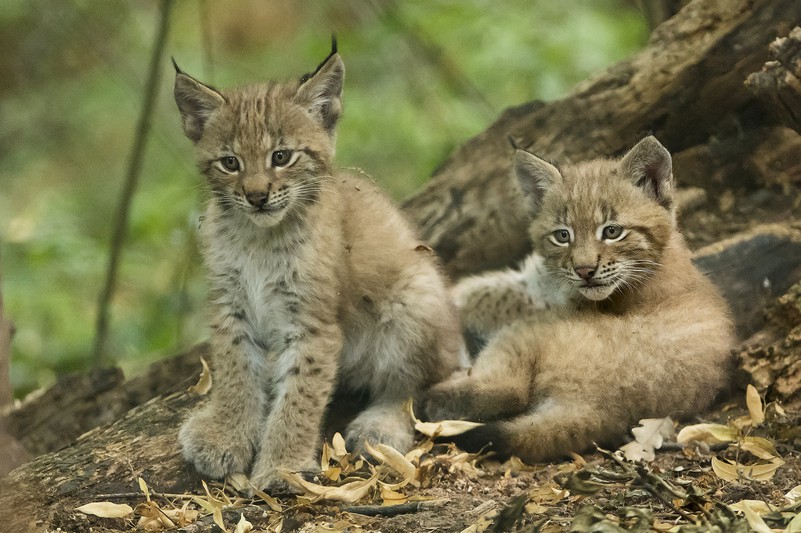 Luchs-Nachwuchs im Tiergarten Schönbrunn – Tiergarten Schönbrunn