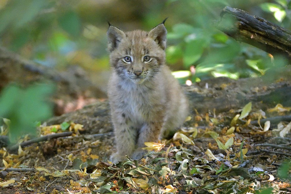 Es gibt wieder Luchs-Nachwuchs – Tiergarten Schönbrunn