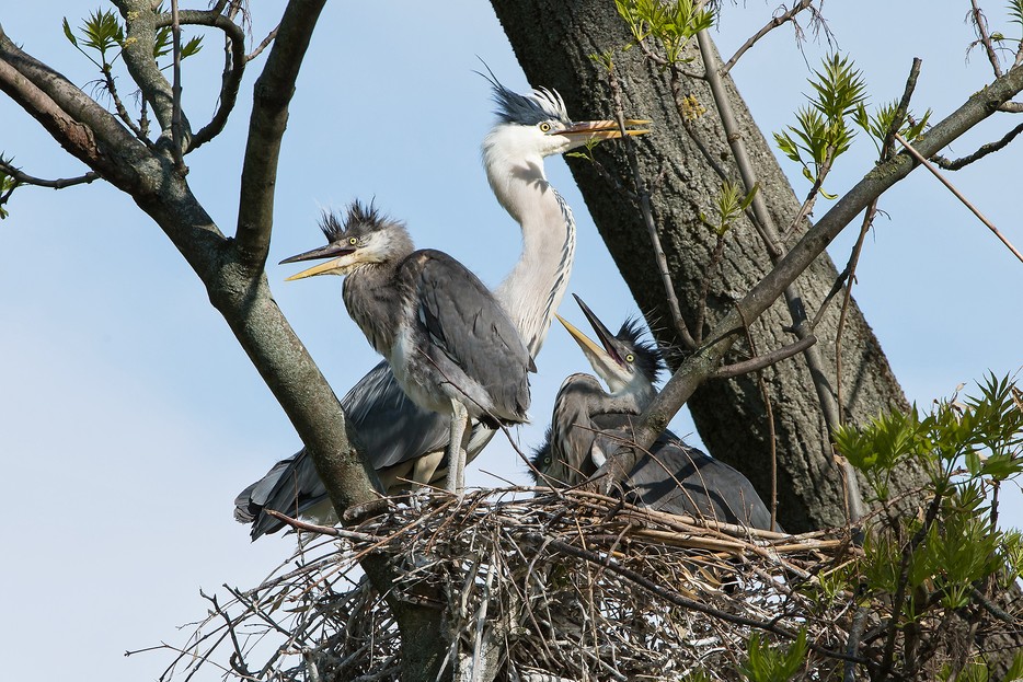 Wild birds at the zoo – Vienna Zoo