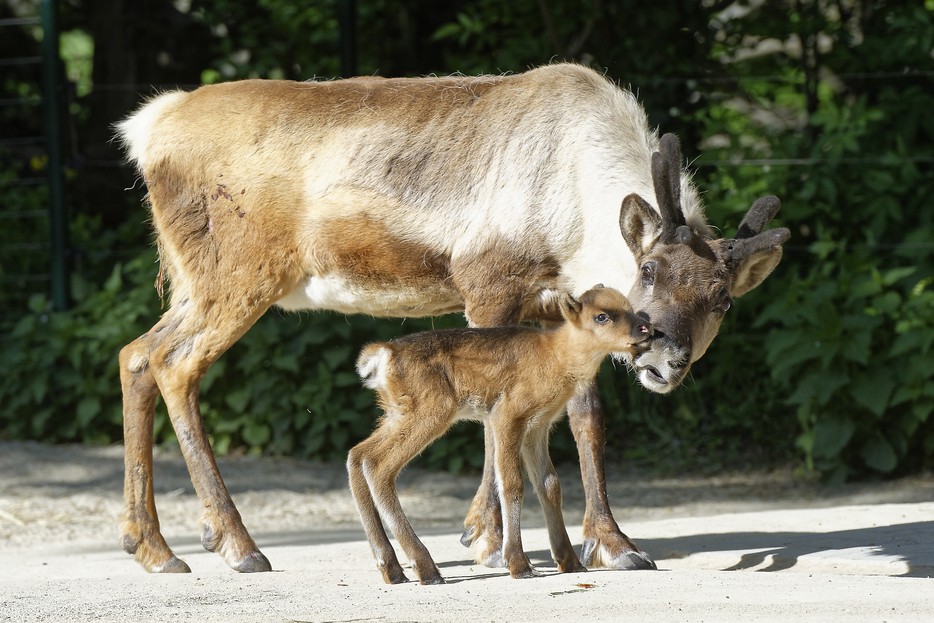 Rentier im Tiergarten geboren – Tiergarten Schönbrunn