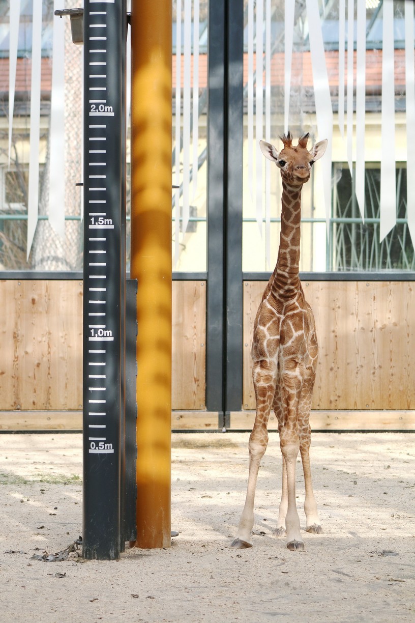 Foto: Tiergarten Schönbrunn/ Barbara Feldmann, 28. März 2022