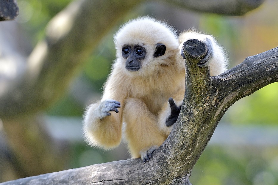 Zootier des Jahres 2019 – Tiergarten Schönbrunn