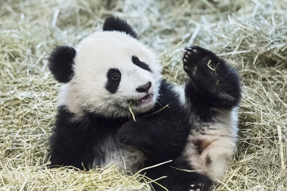 Giant Panda species protection project – Vienna Zoo
