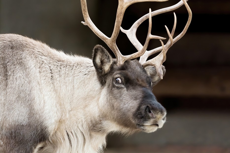 Rentier – Tiergarten Schönbrunn